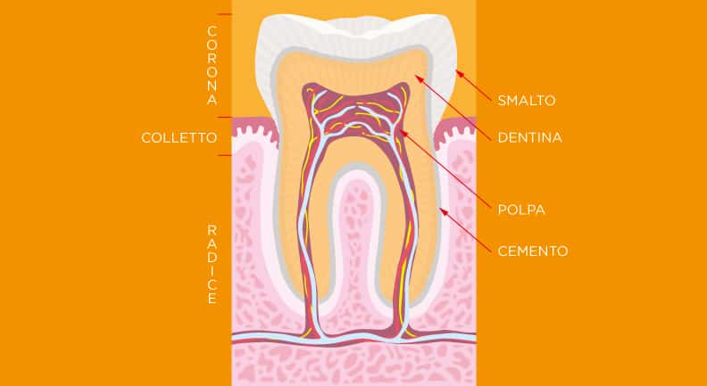 Denti come sono fatti e come si chiamano - Riassunti - Studia Rapido