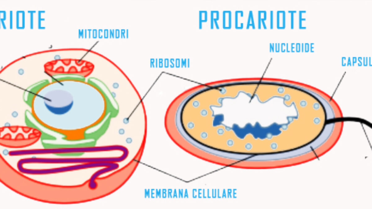 Esempi Di Cellule Eucariotiche