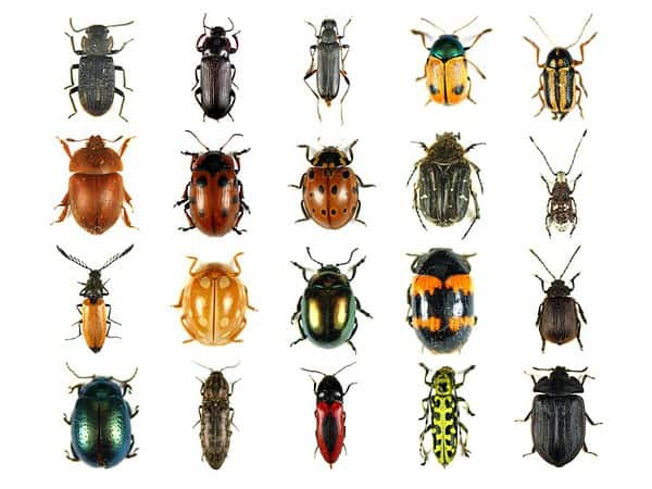 Insetti: che tipo di animali sono e caratteristiche - Riassunti ...