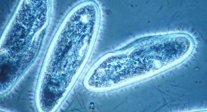 Protisti chi sono e caratteristiche - Scienza - Studia Rapido