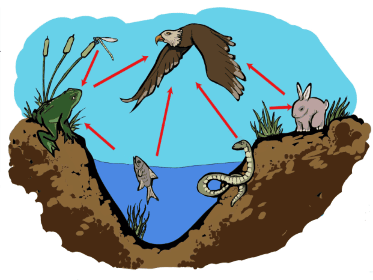 Semplice Rete Alimentare Acquatica