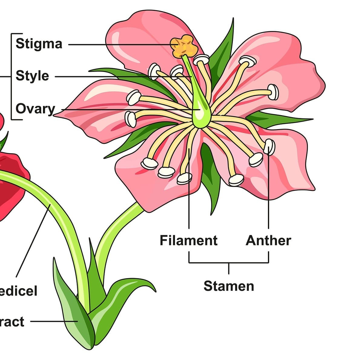 Le parti del fiore quali sono? La struttura del fiore - Scienza ...
